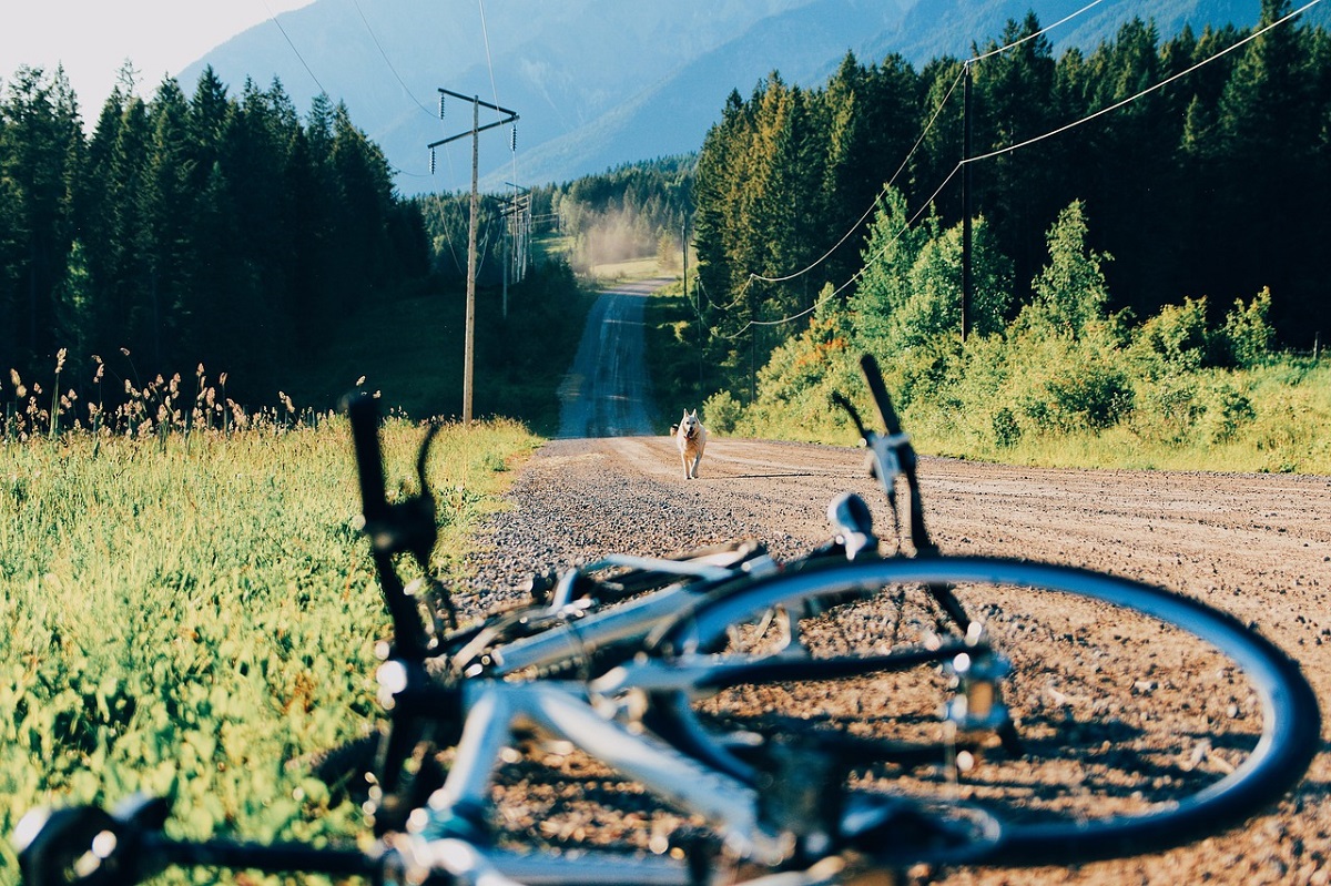 How to Stop a Charging Dog - Adventure Cycling Association